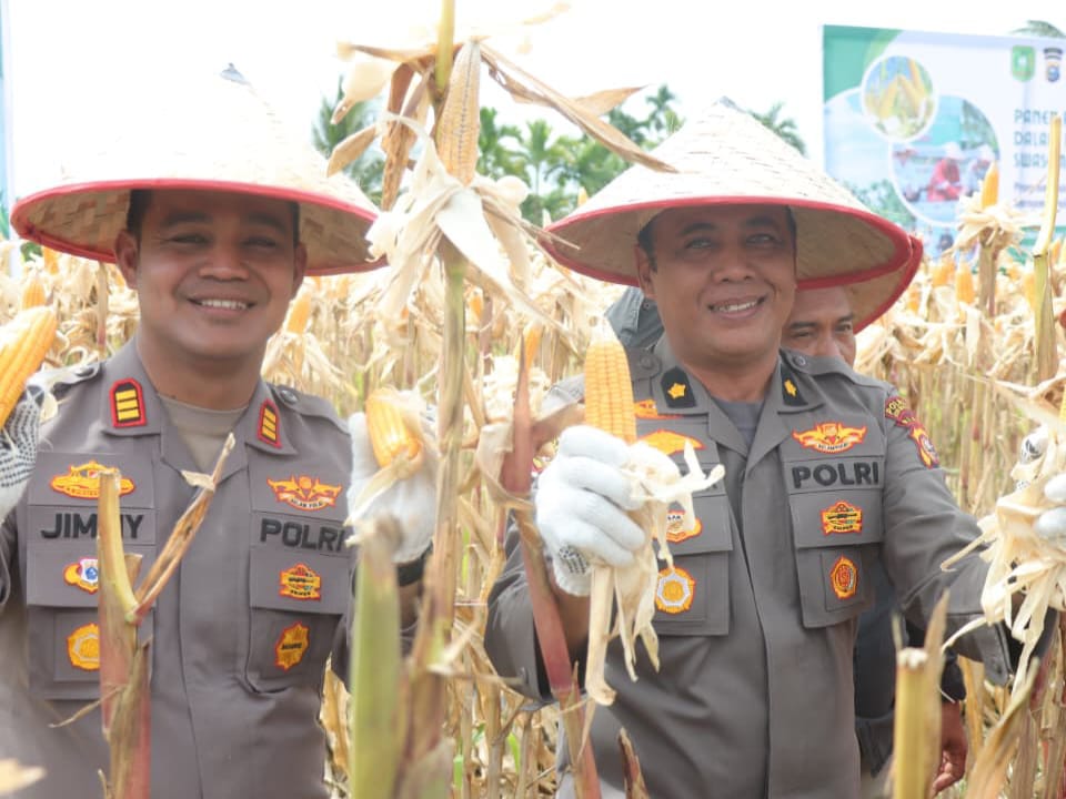 Polres Meranti Panen Raya Jagung Serentak di Bagan Melibur, Perkuat ...